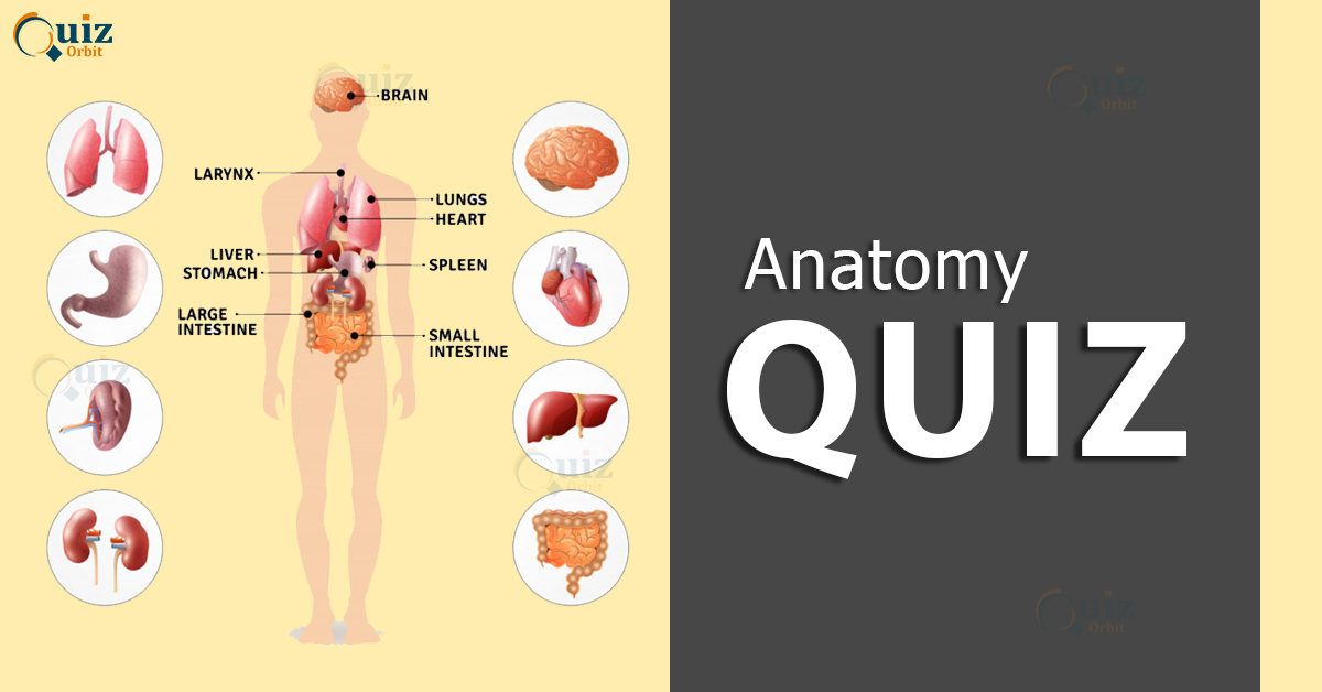 Anatomy Quiz Questions And Answers Quiz Orbit Anatomy Quiz Questions And Answers Quiz Orbit