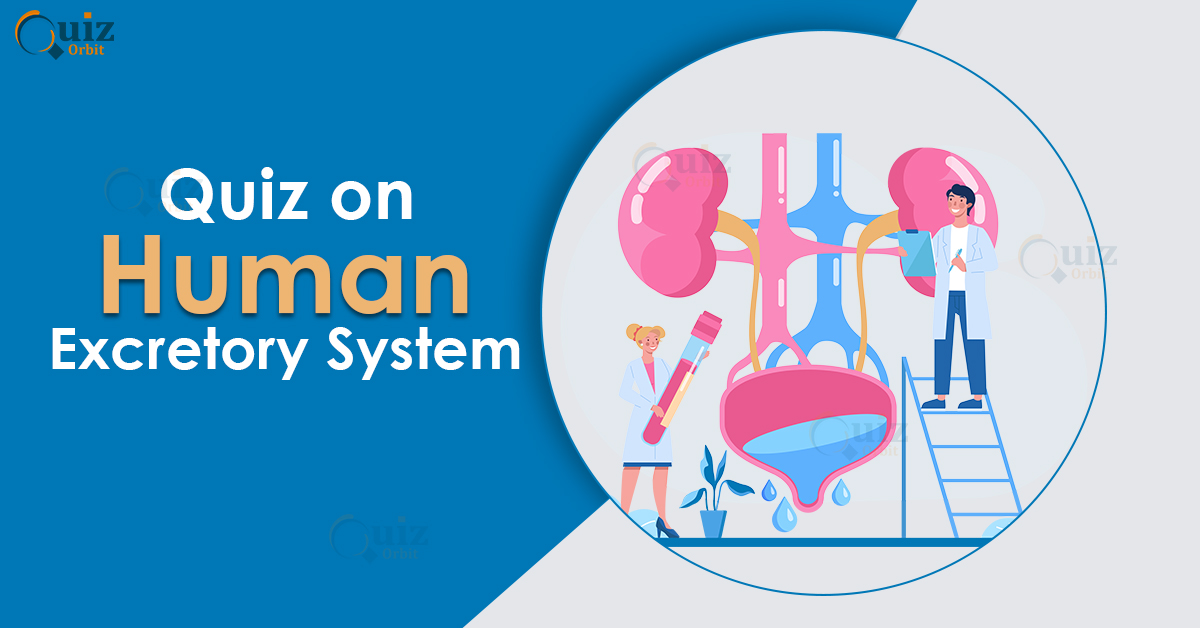 The Excretory System Quiz